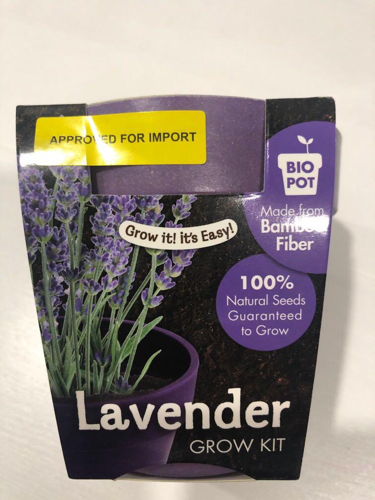 Lavender grow kit, Furniture & Home Living, Gardening, Plants & Seeds ...