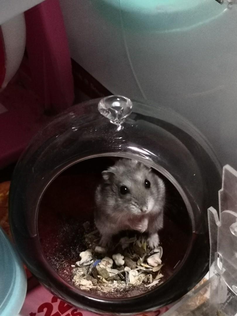 Hamster Glass Sphere Hide Out, Terrarium, Vivarium- GlamouRus, Pet ...