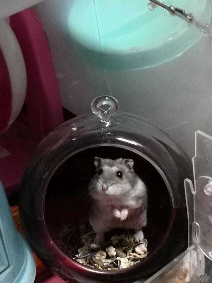 Hamster Glass Sphere Hide Out, Terrarium, Vivarium- GlamouRus, Pet ...