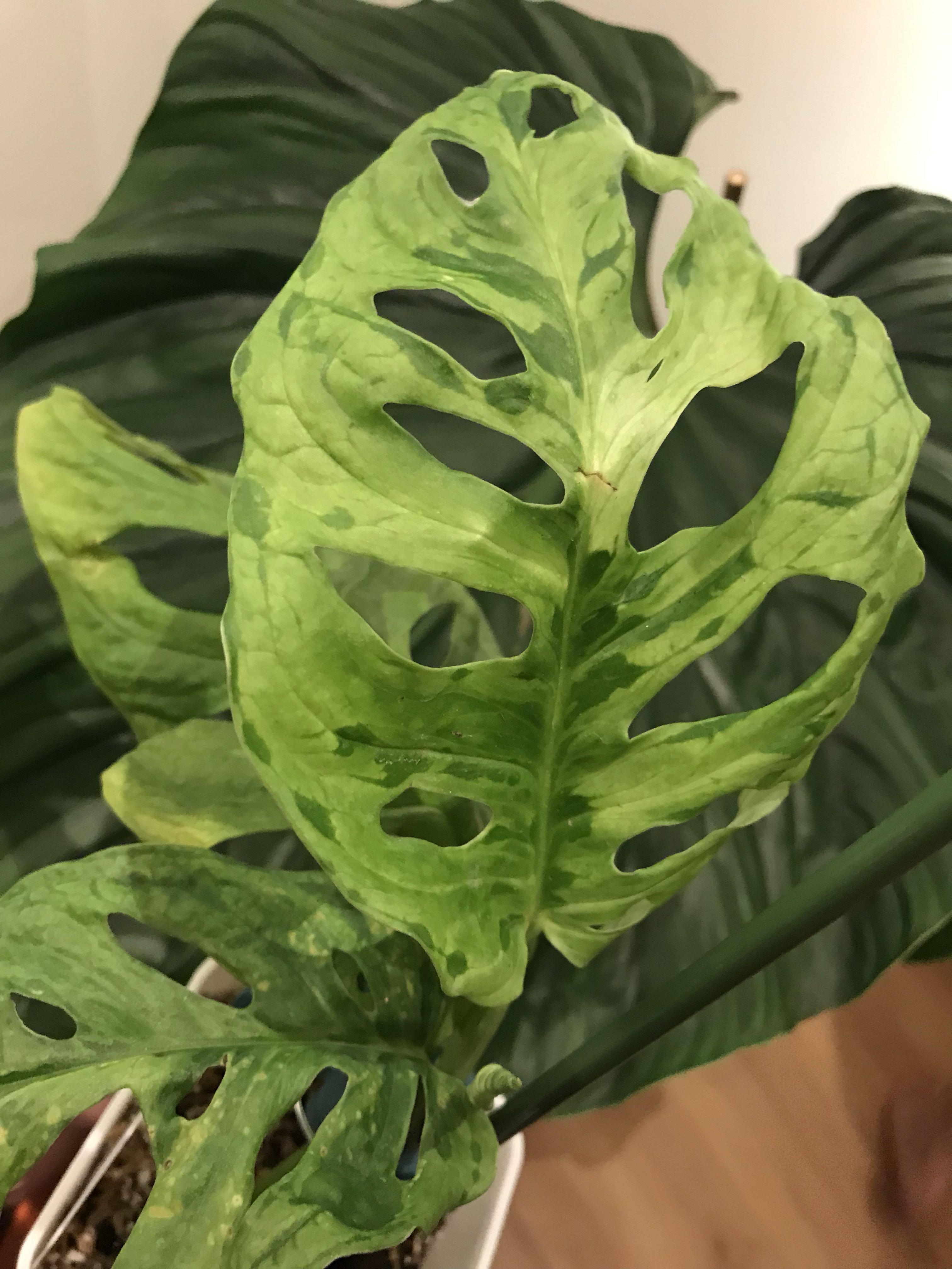 Variegated Monstera Epipremnoides, Furniture & Home Living, Gardening ...