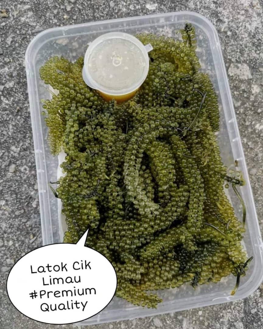 LATOK SABAH PREMIUM, Food & Drinks, Packaged & Instant Food on Carousell