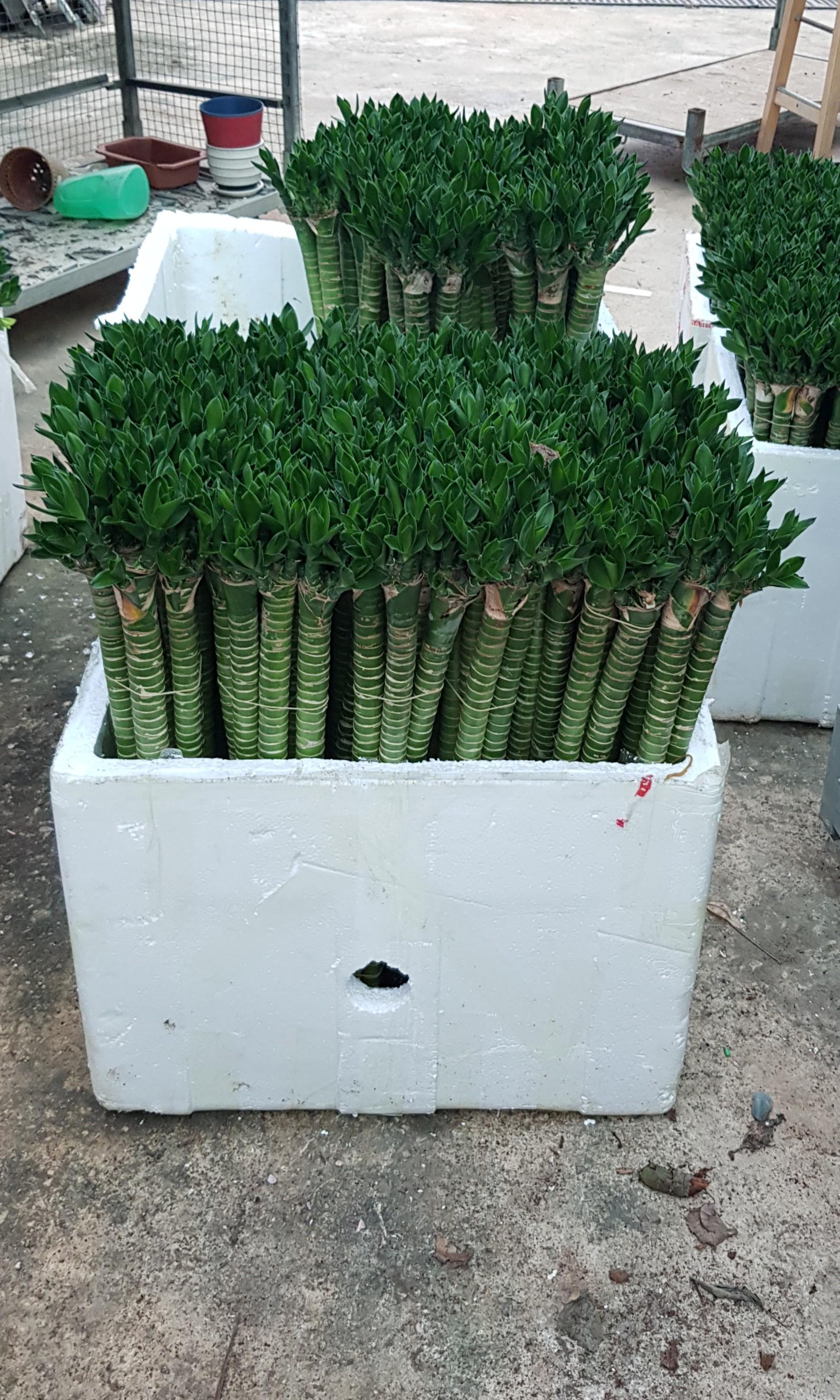 Plant - Multi-head lucky bamboo (10/bundle), Furniture & Home Living ...