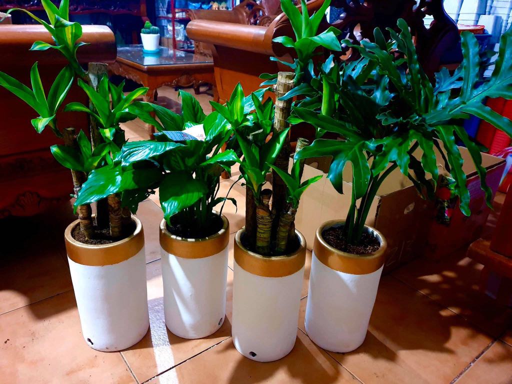 Peace Lily/fortune plant/selloum plant with pot, Furniture & Home ...