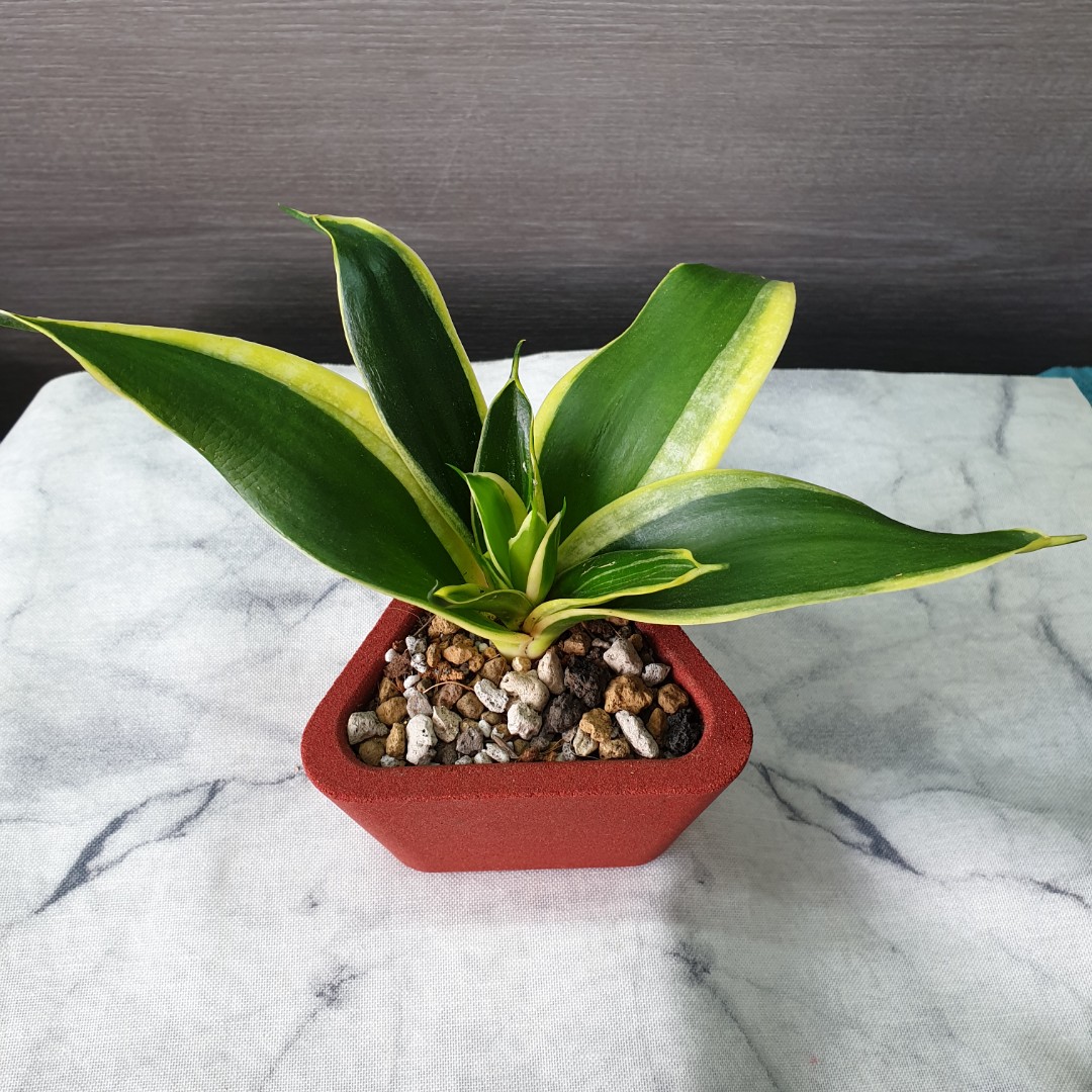 Sansevieria variegated snake plant, Furniture & Home Living, Gardening ...