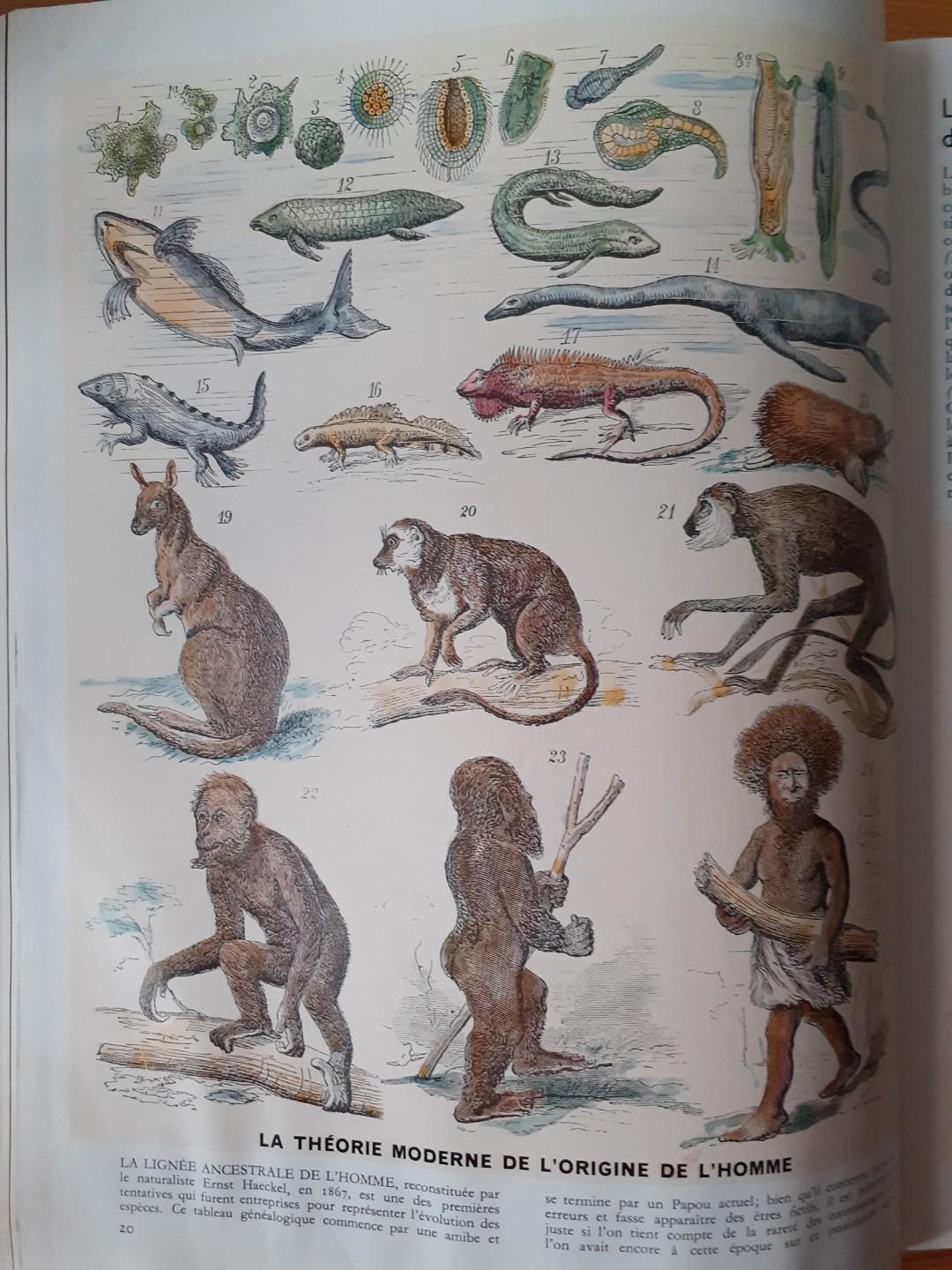 Prehistoric Man (1966), Hobbies & Toys, Books & Magazines, Assessment ...