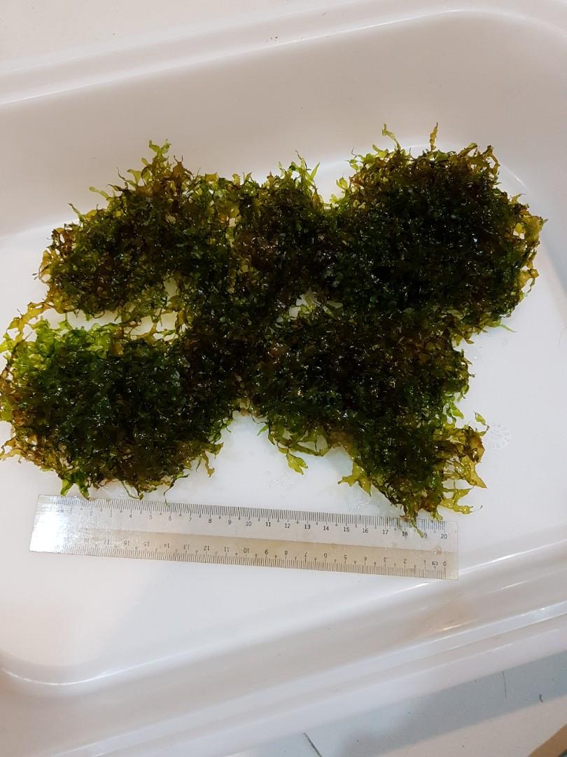 Subwassertang Moss, Furniture & Home Living, Gardening, Plants & Seeds ...