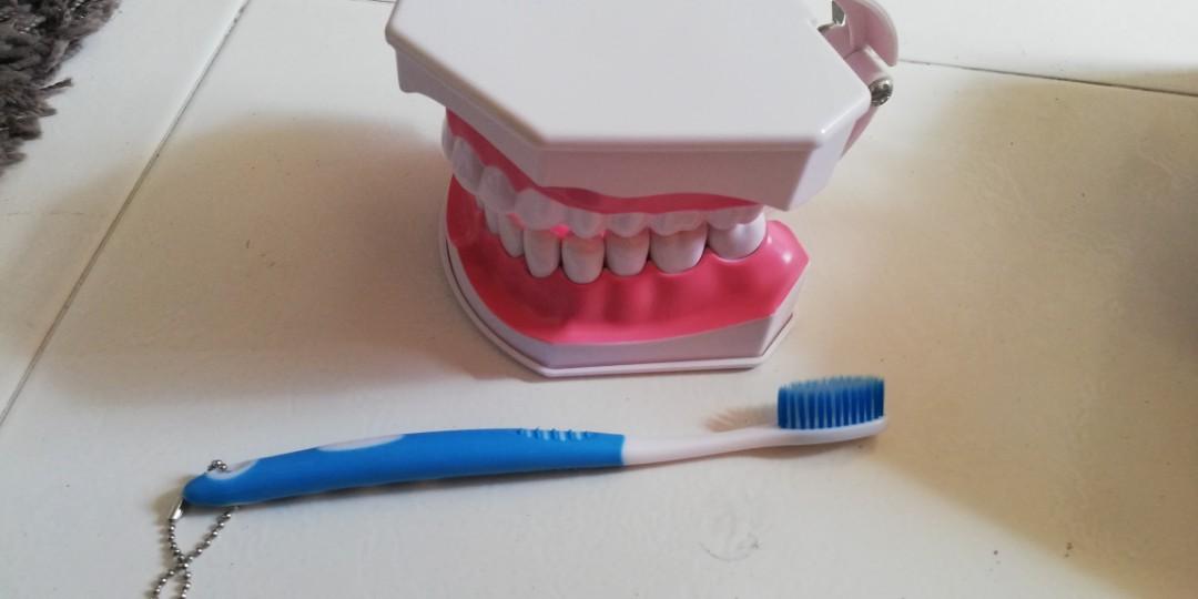Teeth model for kids learning, Hobbies & Toys, Toys & Games on Carousell