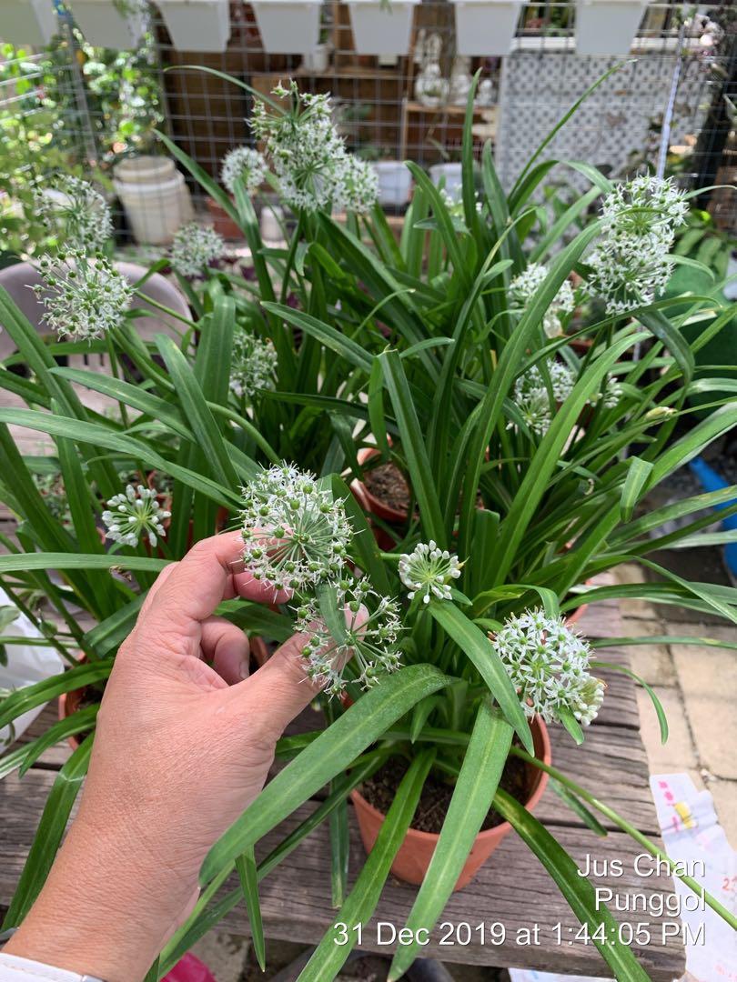 Royale Chives (Qing Long Veg) qing long cai 青龙菜, Furniture & Home ...