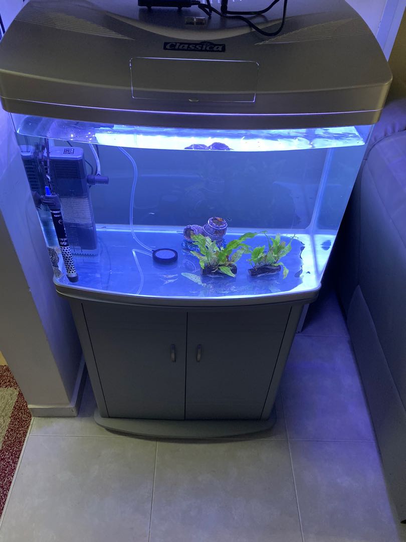 Aquarium 2ft, Pet Supplies, Homes & Other Pet Accessories on Carousell