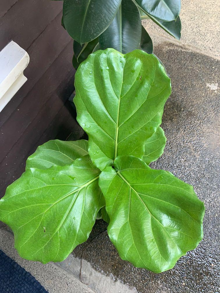 Fiddle Plant, Furniture & Home Living, Gardening, Plants & Seeds on ...
