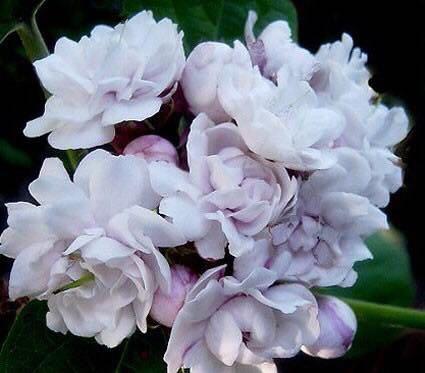 pokok melur jawa @ rompun, Furniture & Home Living, Gardening, Plants ...