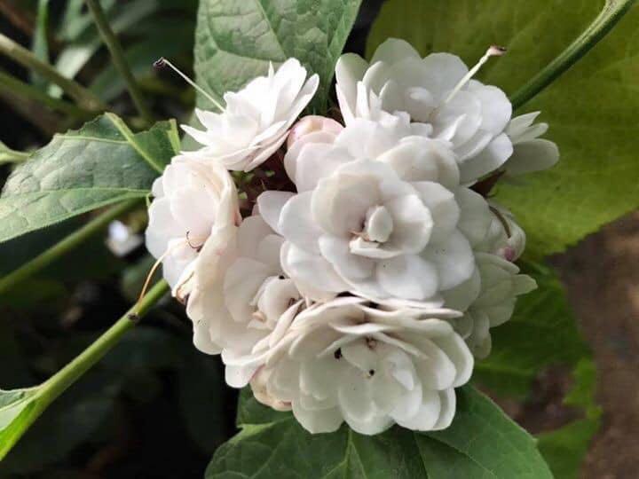 pokok melur jawa @ rompun, Furniture & Home Living, Gardening, Plants ...