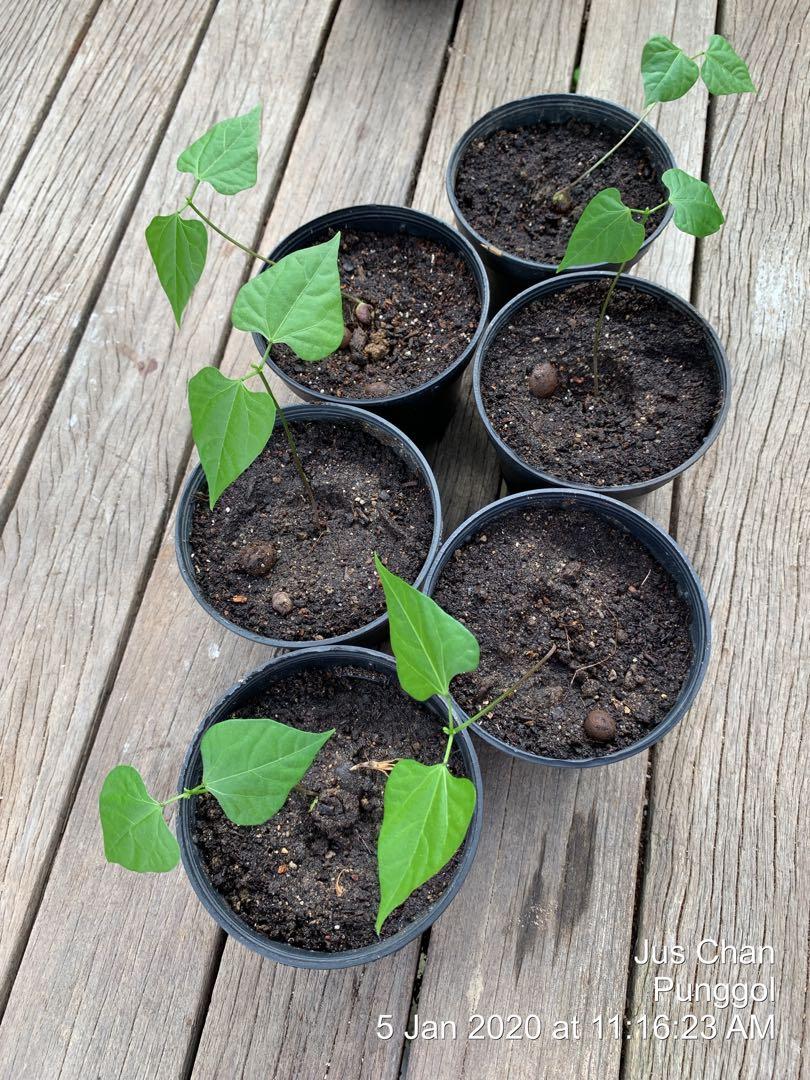 Rare Seed ： (Seedling only）Vigna caracalla, Corkscrew Flower, Caracalla ...