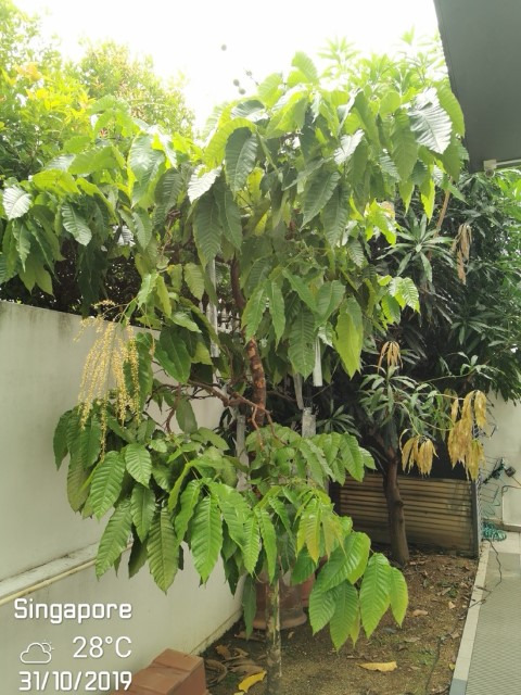 HYBRID LYCHEE + LONGAN, Furniture & Home Living, Gardening, Plants ...
