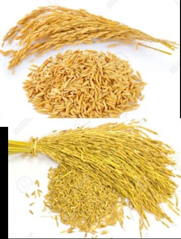 Multi Function Rice Thresher, Wheat Thresher, Palay Thresher, Galingan ...