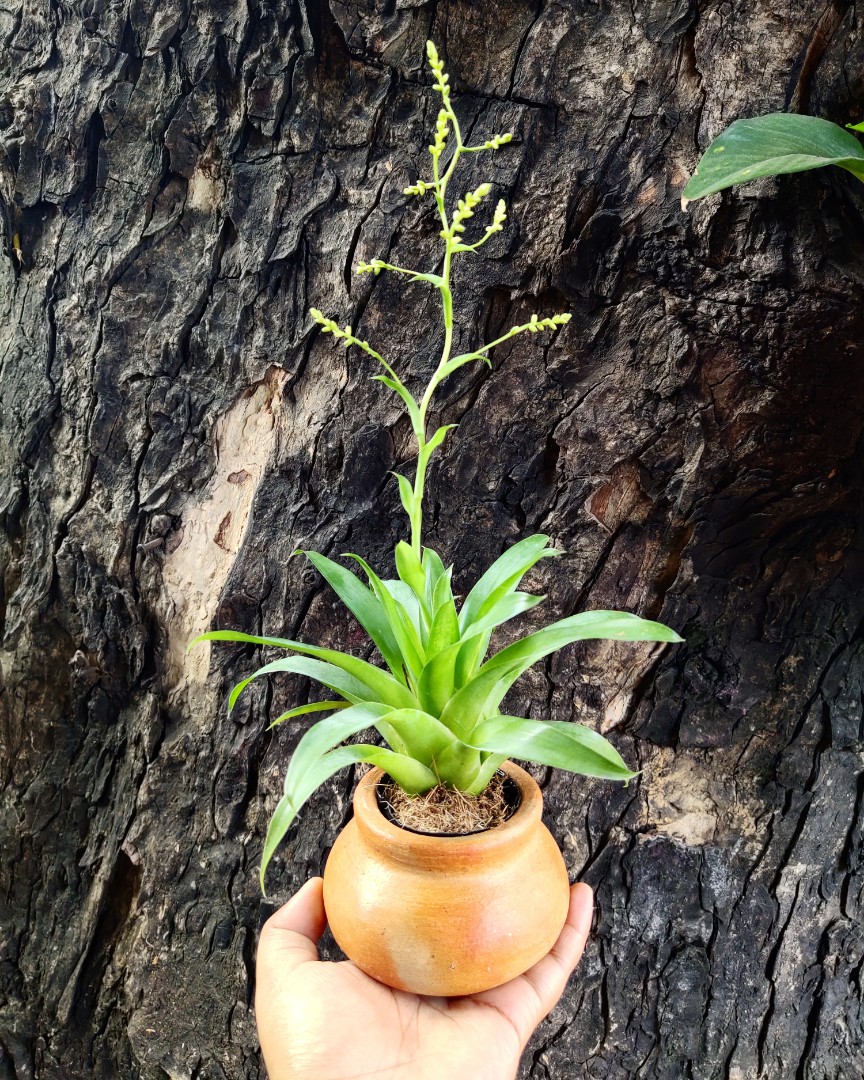 Tillandsia (Air Plant) Catopsis, Furniture & Home Living, Gardening ...