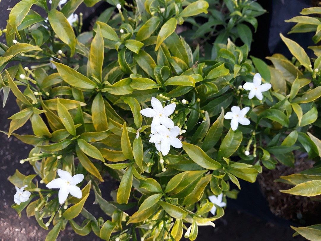 Golden pandakaki, Furniture & Home Living, Gardening, Plants & Seeds on ...