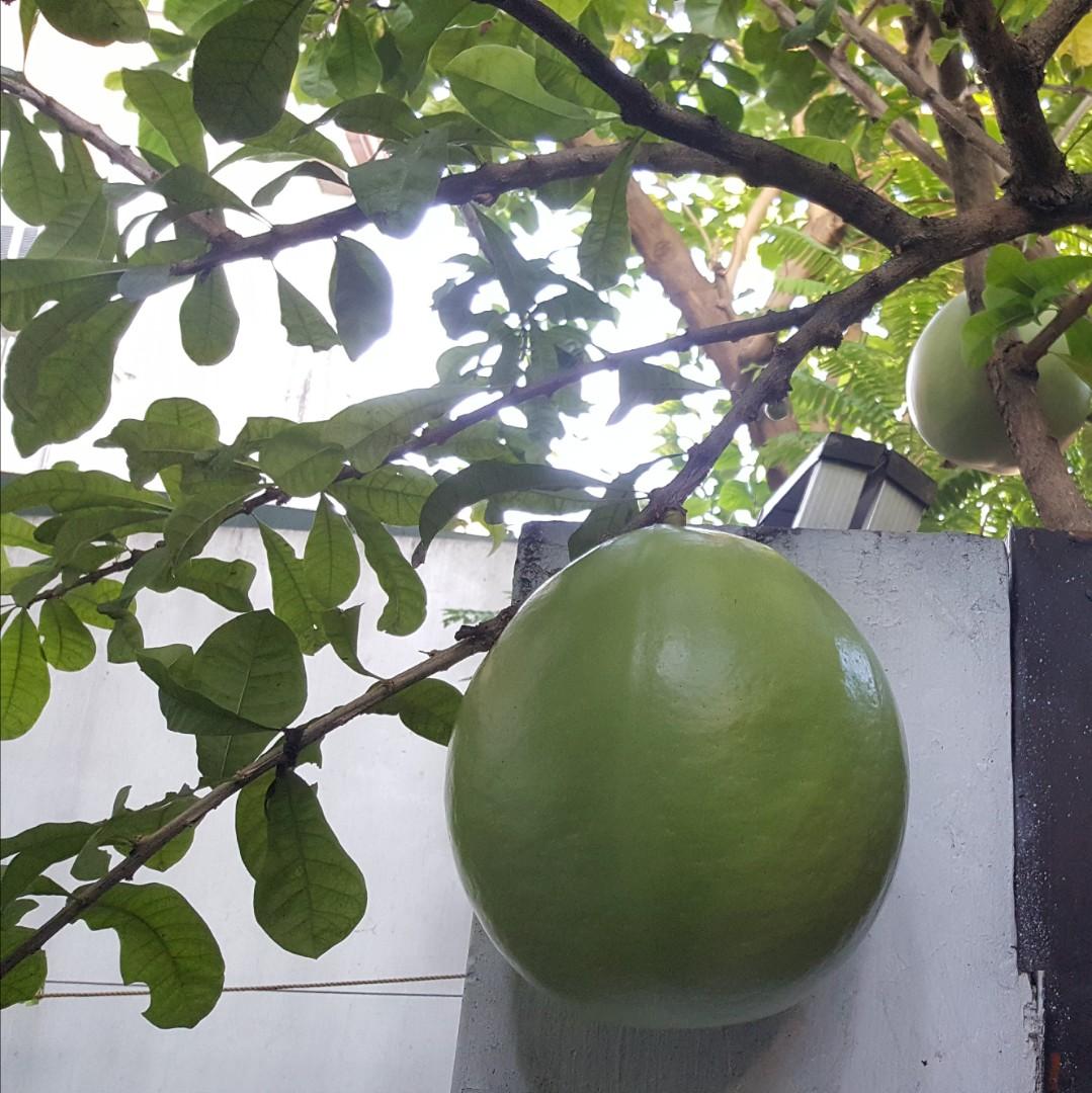 SOLD - Calabash Tree Fruit Miracle Fruit Herbal Fruit, Food & Drinks ...