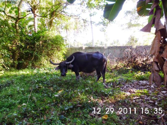 Farm lot in malabanban sur quezon province near candelaria bypass road ...