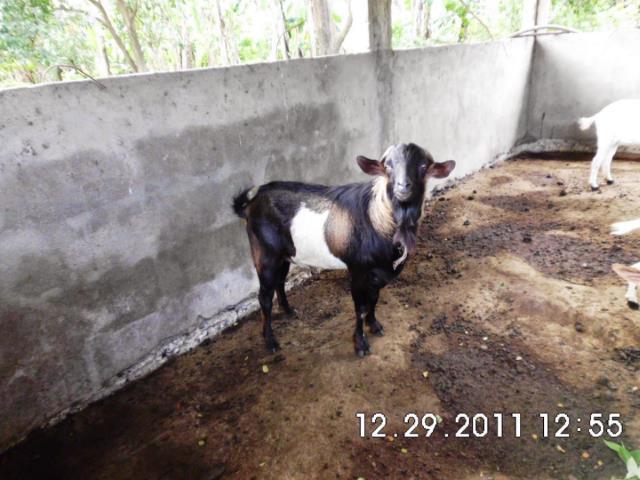 Farm lot in malabanban sur quezon province near candelaria bypass road ...