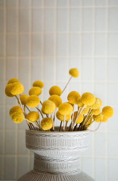 PO Bright Yellow Pom Dried Natural Craspedia Flowers, Furniture & Home ...