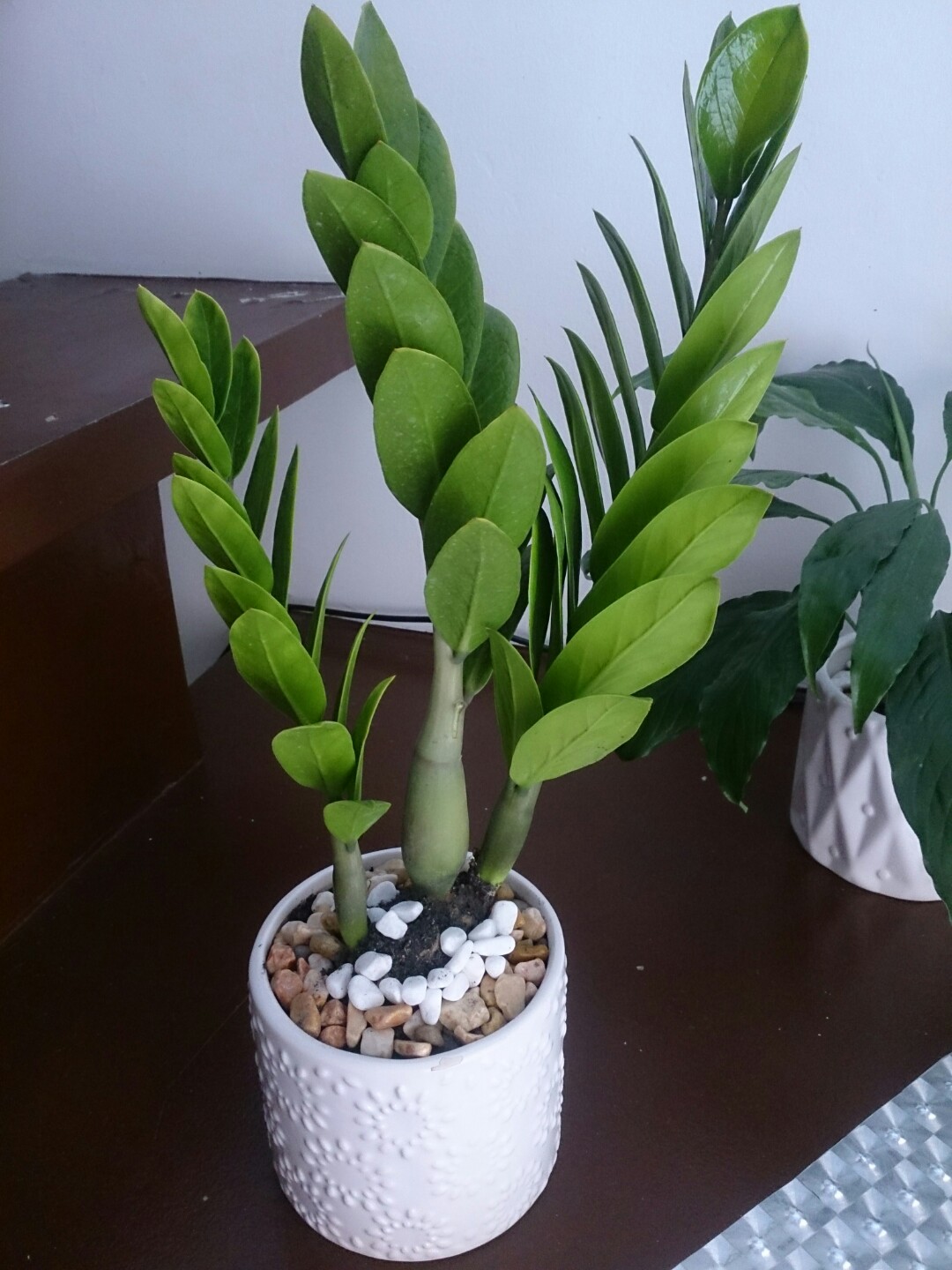 ZZ Plant (Welcome Plant) with pot, Furniture & Home Living, Gardening ...