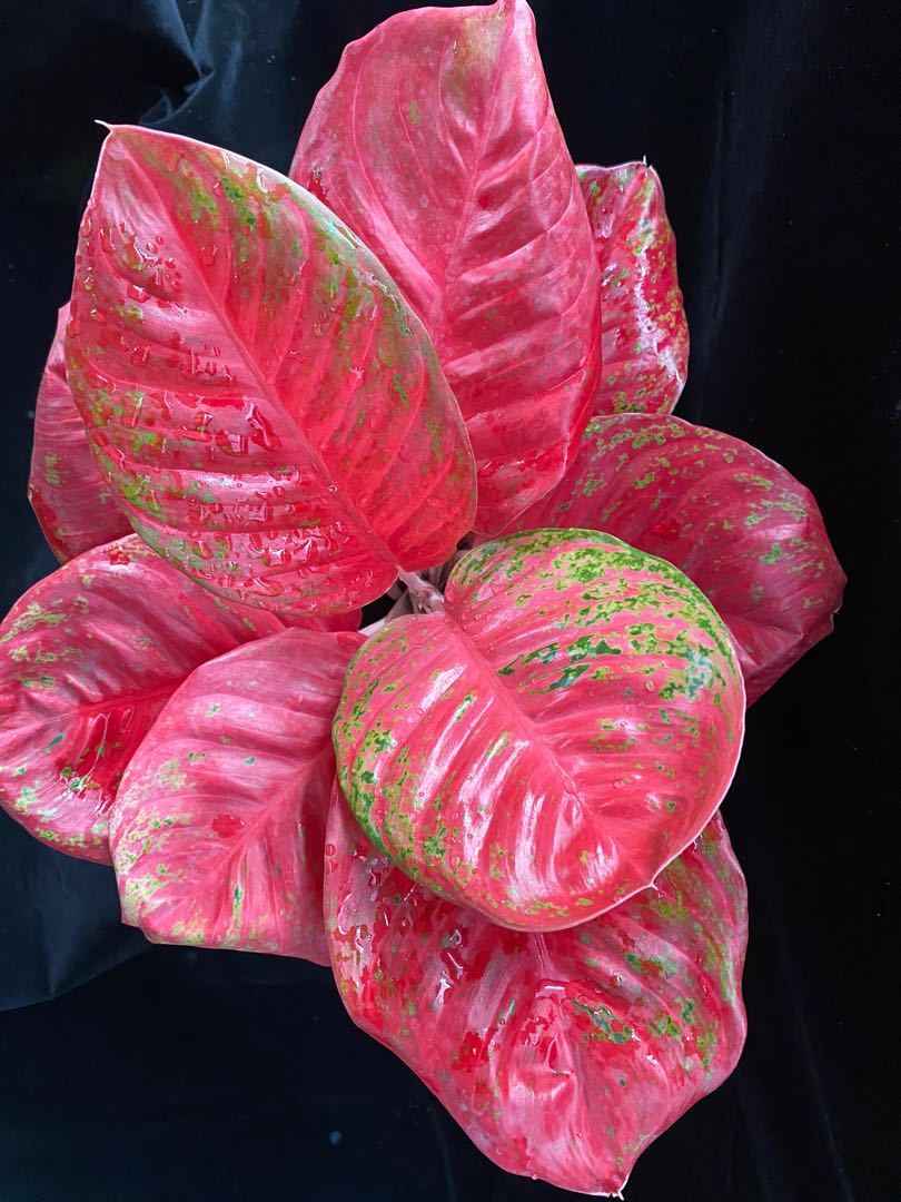 Aglaonema sombat siam orange mutation, Furniture & Home Living ...