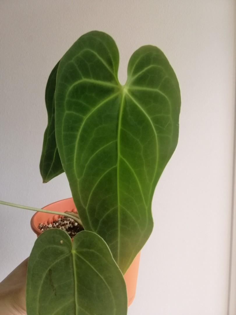 Anthurium magnificum (narrow form), Furniture & Home Living, Gardening ...