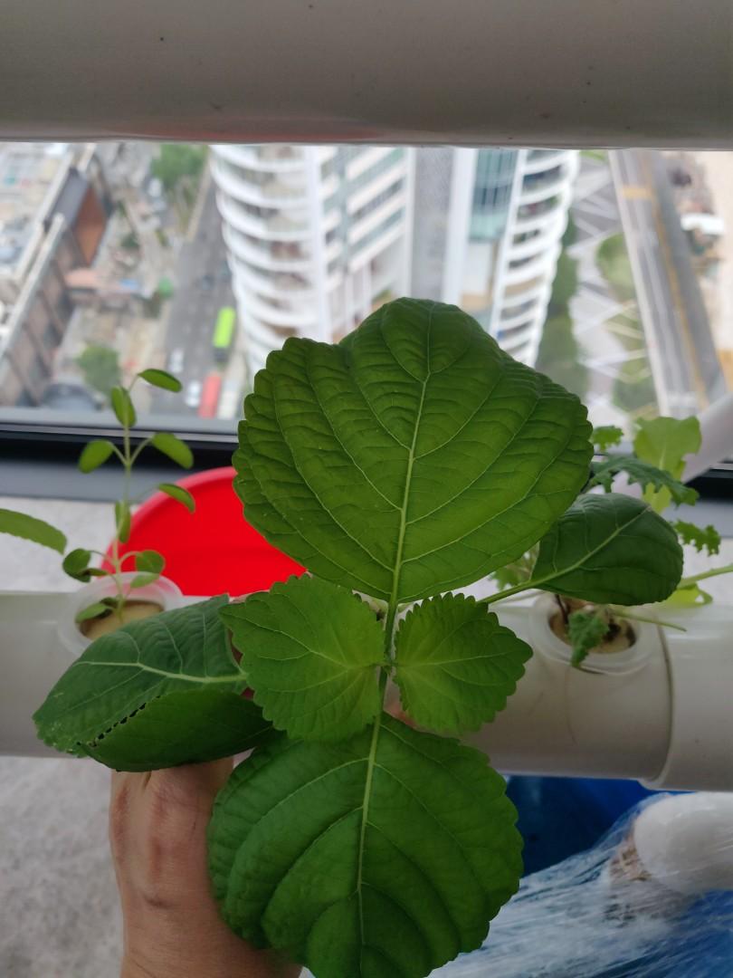 Japanese shiso perilla plant. Hydroponics, Furniture & Home Living ...