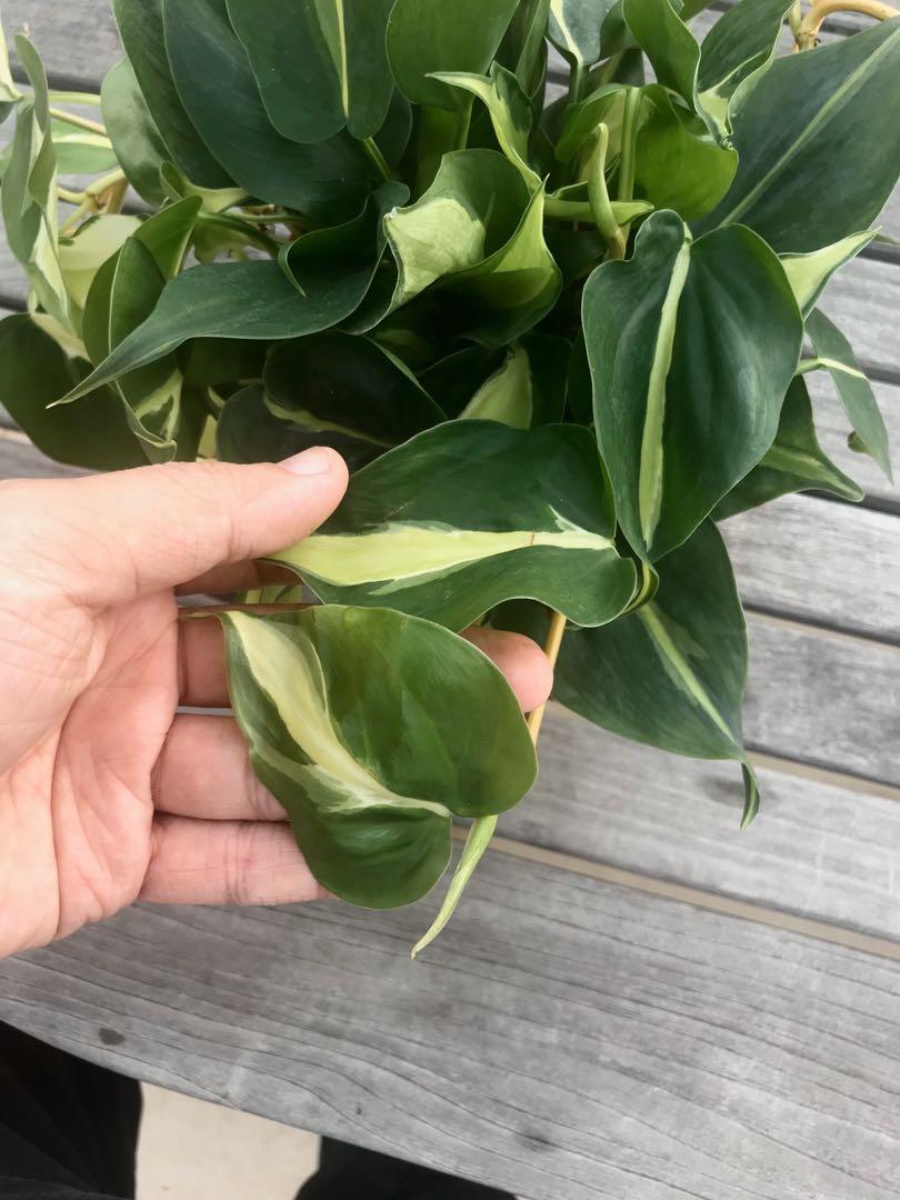 Philodendron Gabby, Furniture & Home Living, Gardening, Plants & Seeds ...