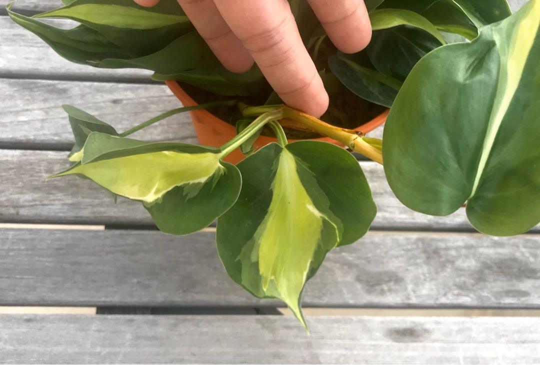 Philodendron Gabby, Furniture & Home Living, Gardening, Plants & Seeds ...