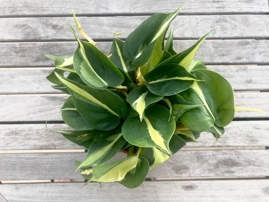 Philodendron Gabby, Furniture & Home Living, Gardening, Plants & Seeds ...