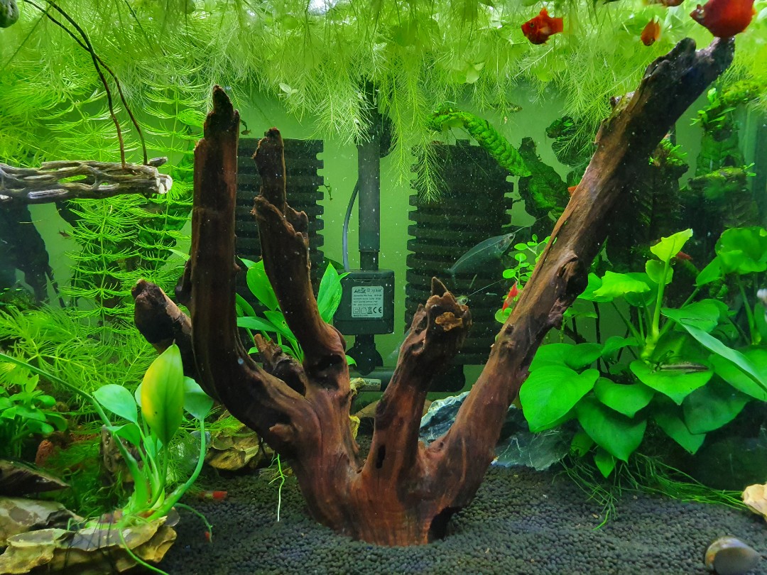 Teak driftwood, Pet Supplies, For Fish, Fish Tank Accessories on Carousell