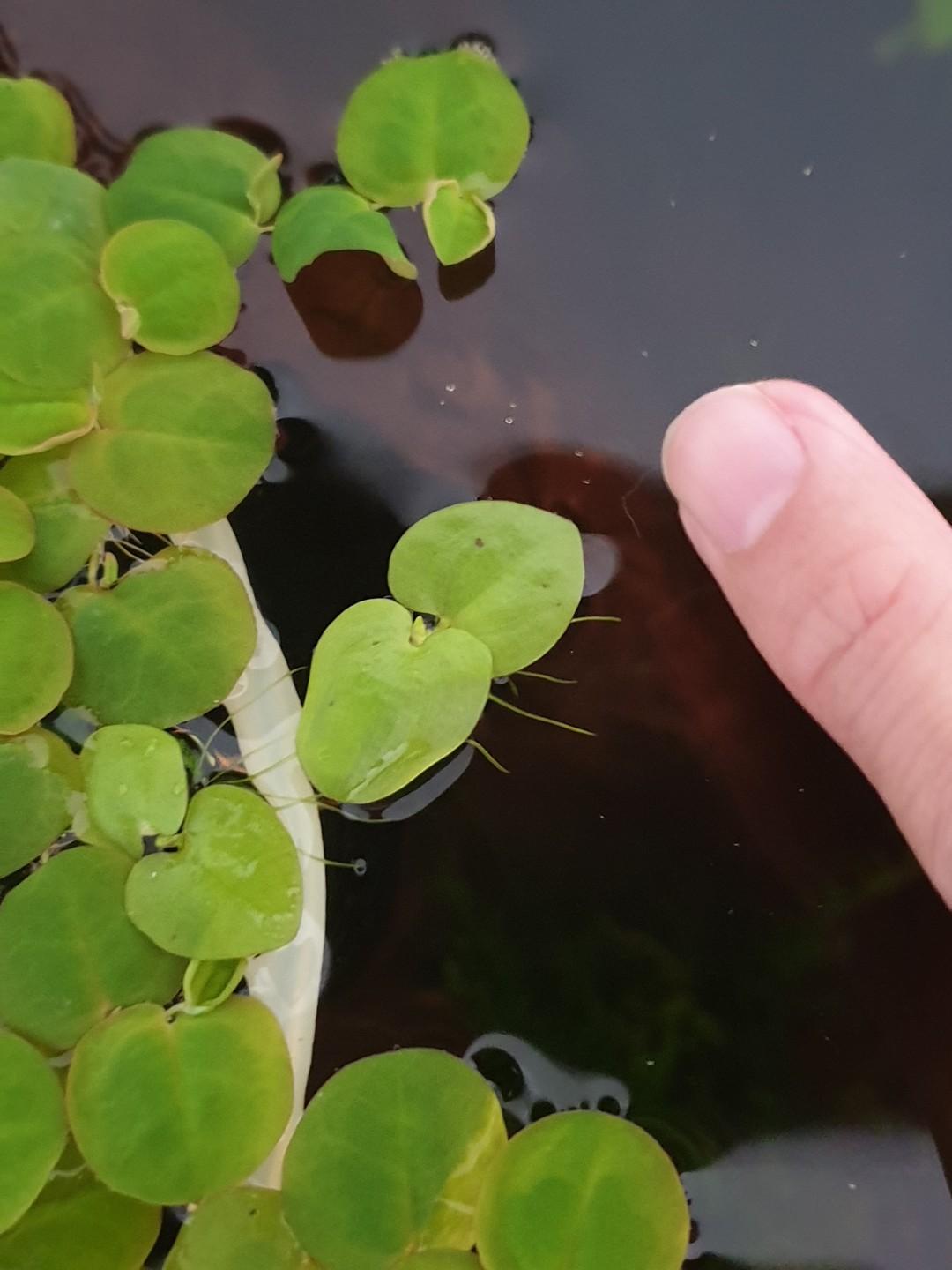 [UNAVAILABLE] Amazon frogbit, Furniture & Home Living, Gardening ...