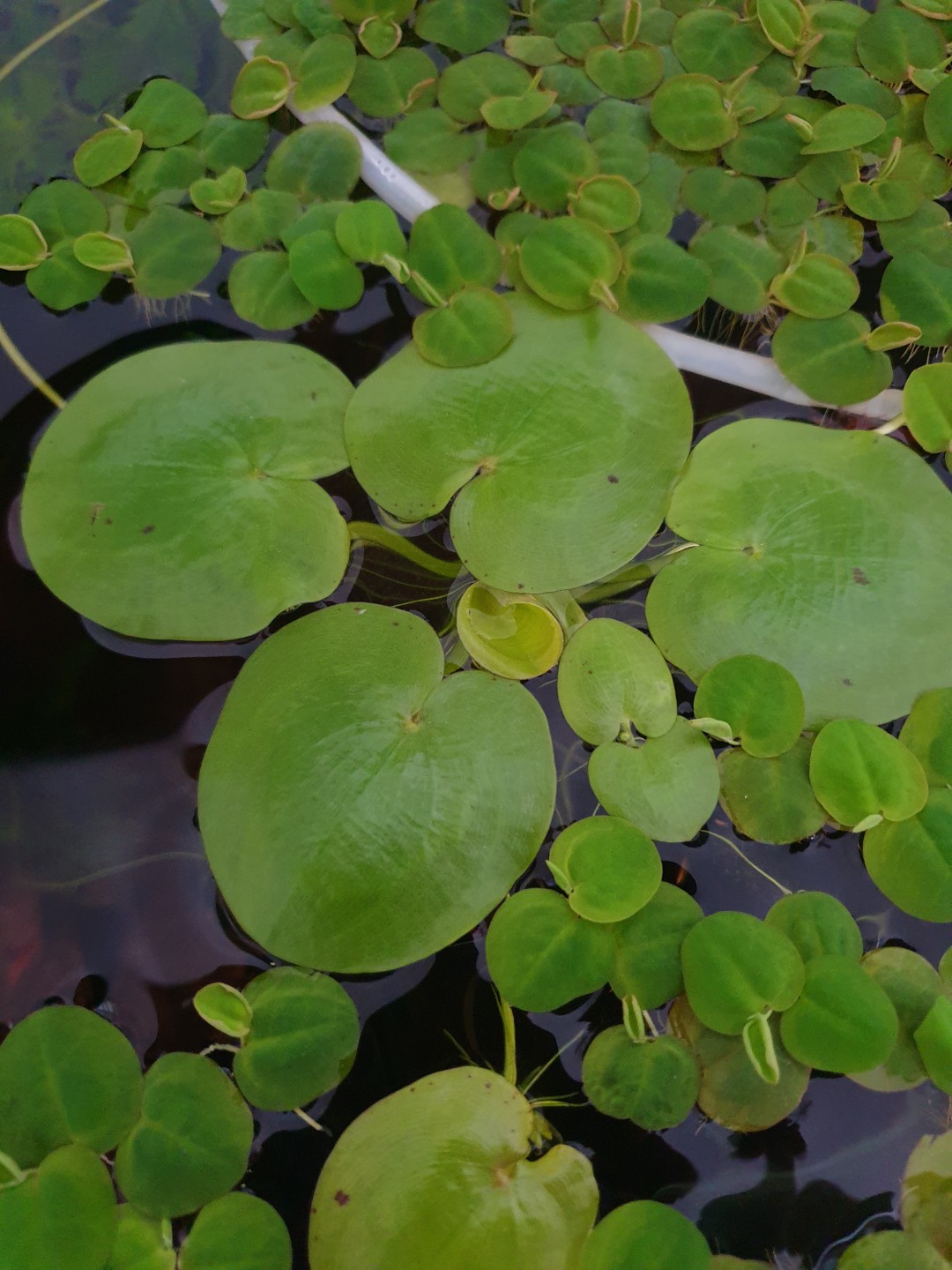 [UNAVAILABLE] Amazon frogbit, Furniture & Home Living, Gardening ...