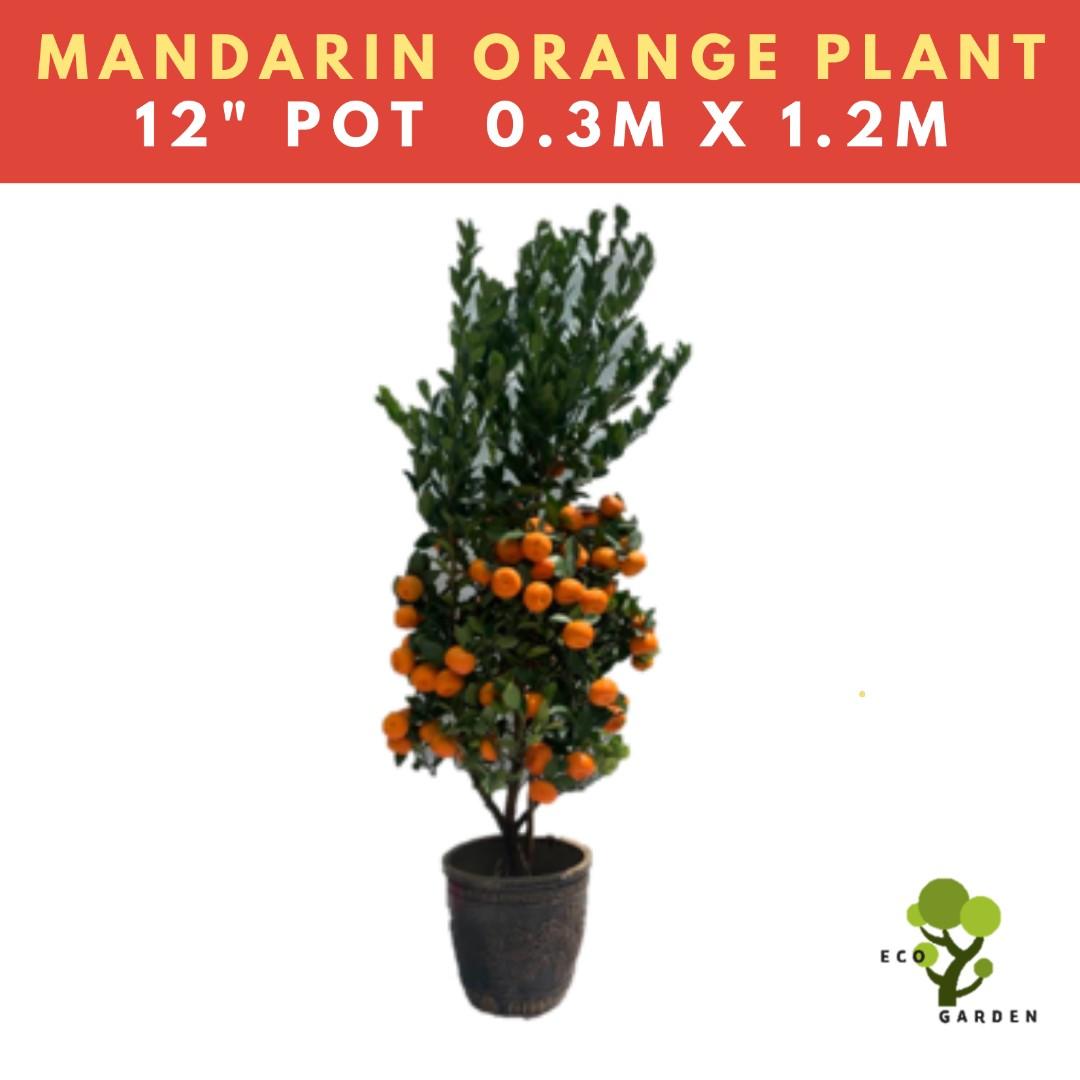CNY Prosperity Mandarin Orange Plant (12" pot 0.3m X 1.2m), Furniture ...