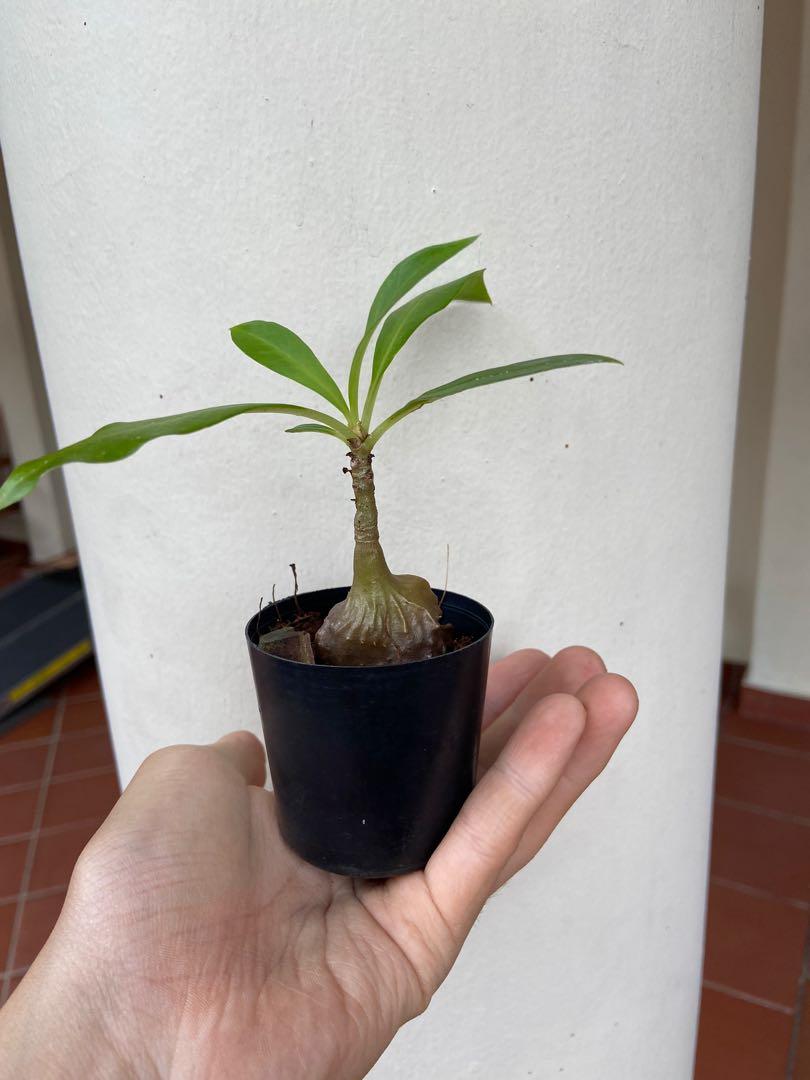 myrmecodia tuberosa (Ant plant), Furniture & Home Living, Gardening ...