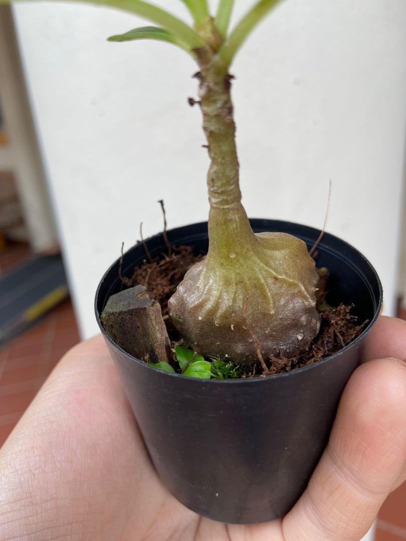 myrmecodia tuberosa (Ant plant), Furniture & Home Living, Gardening ...