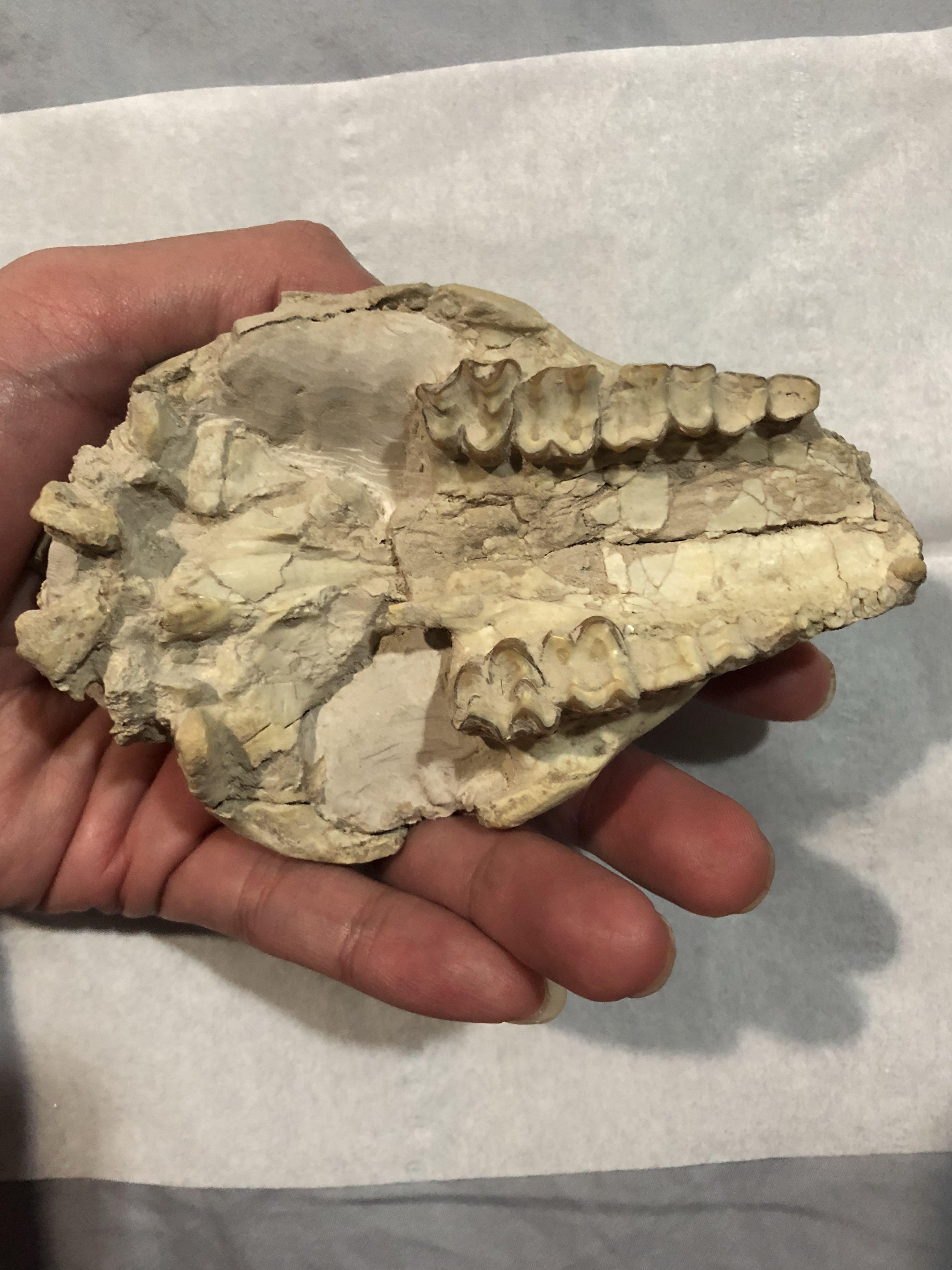 Rare Fossil Skull Dinosaurs mammal - Miniochoerus Gracils oreodont ...