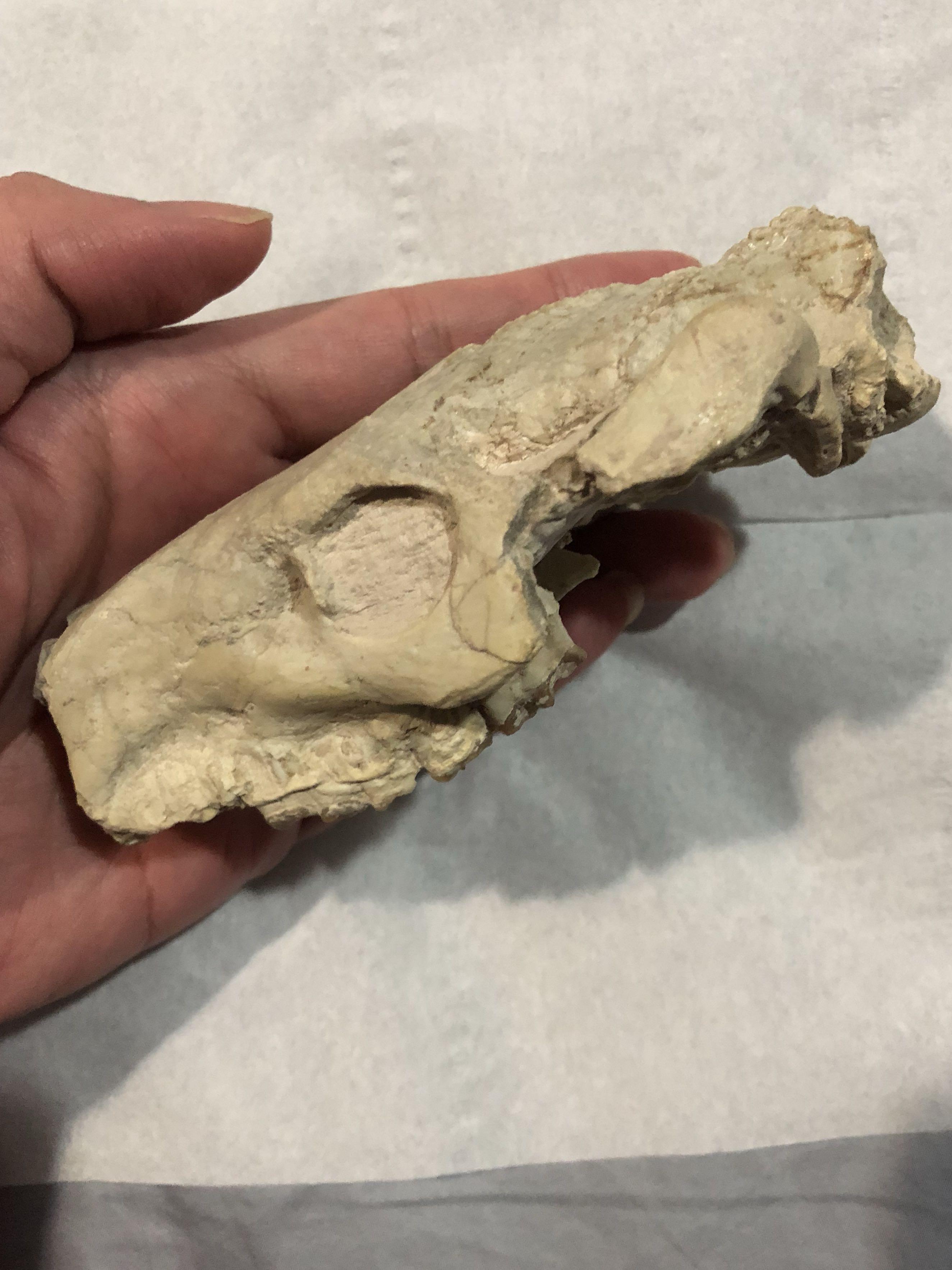 Rare Fossil Skull- Miniochoerus Gracils oreodont skull , Vintage ...