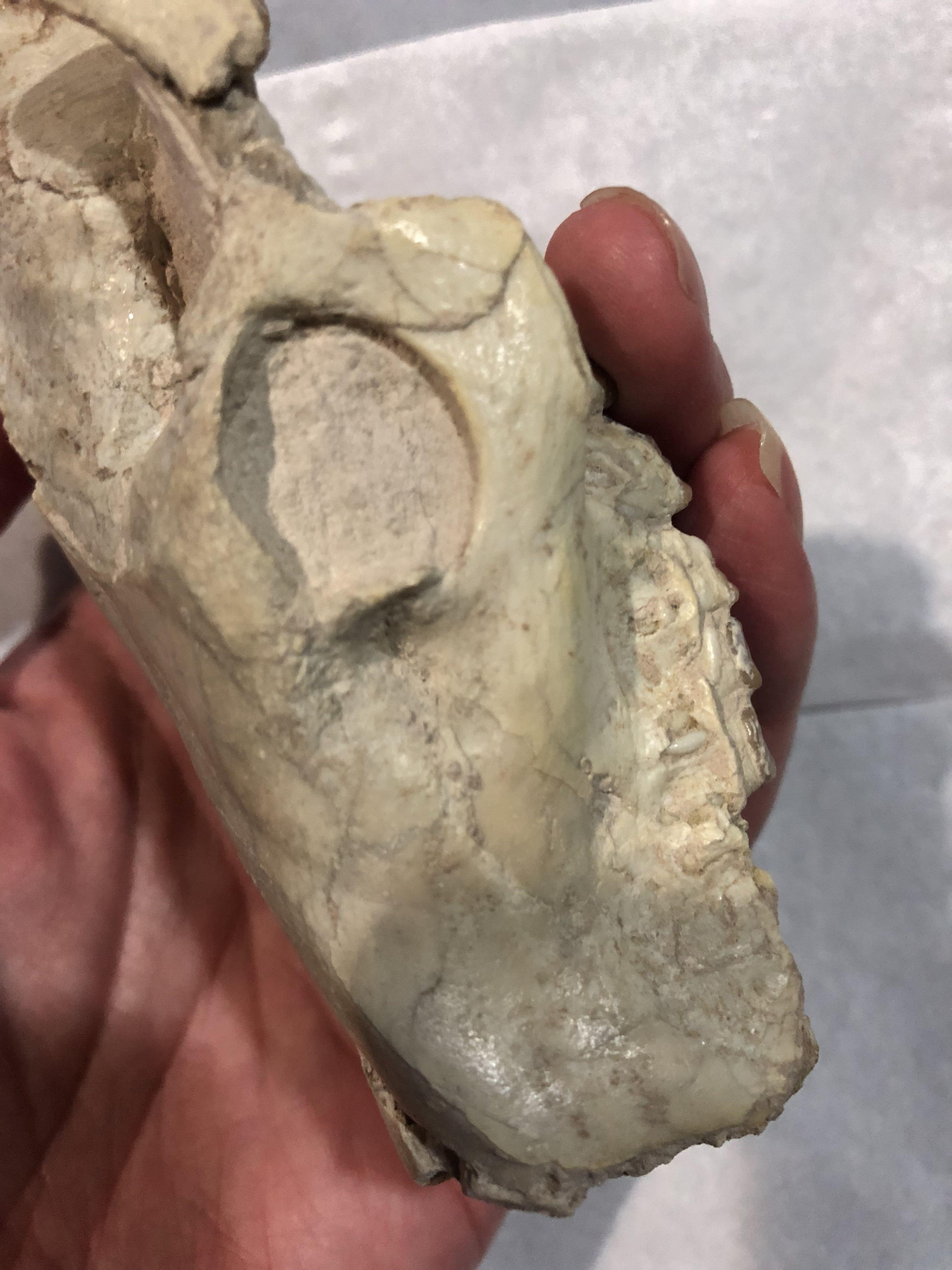 Rare Fossil Skull Dinosaurs mammal - Miniochoerus Gracils oreodont ...