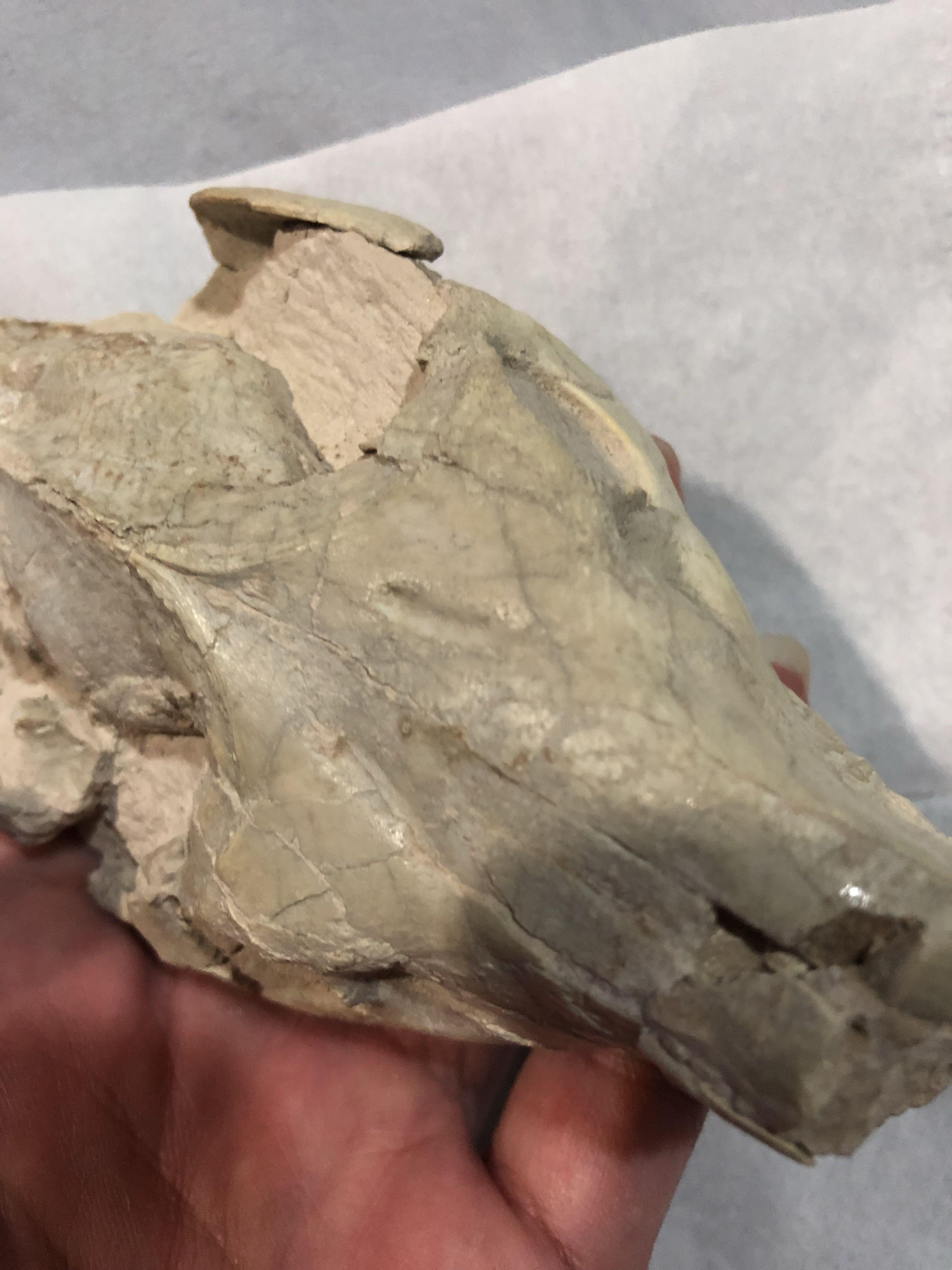 Rare Fossil Skull Dinosaurs mammal - Miniochoerus Gracils oreodont ...