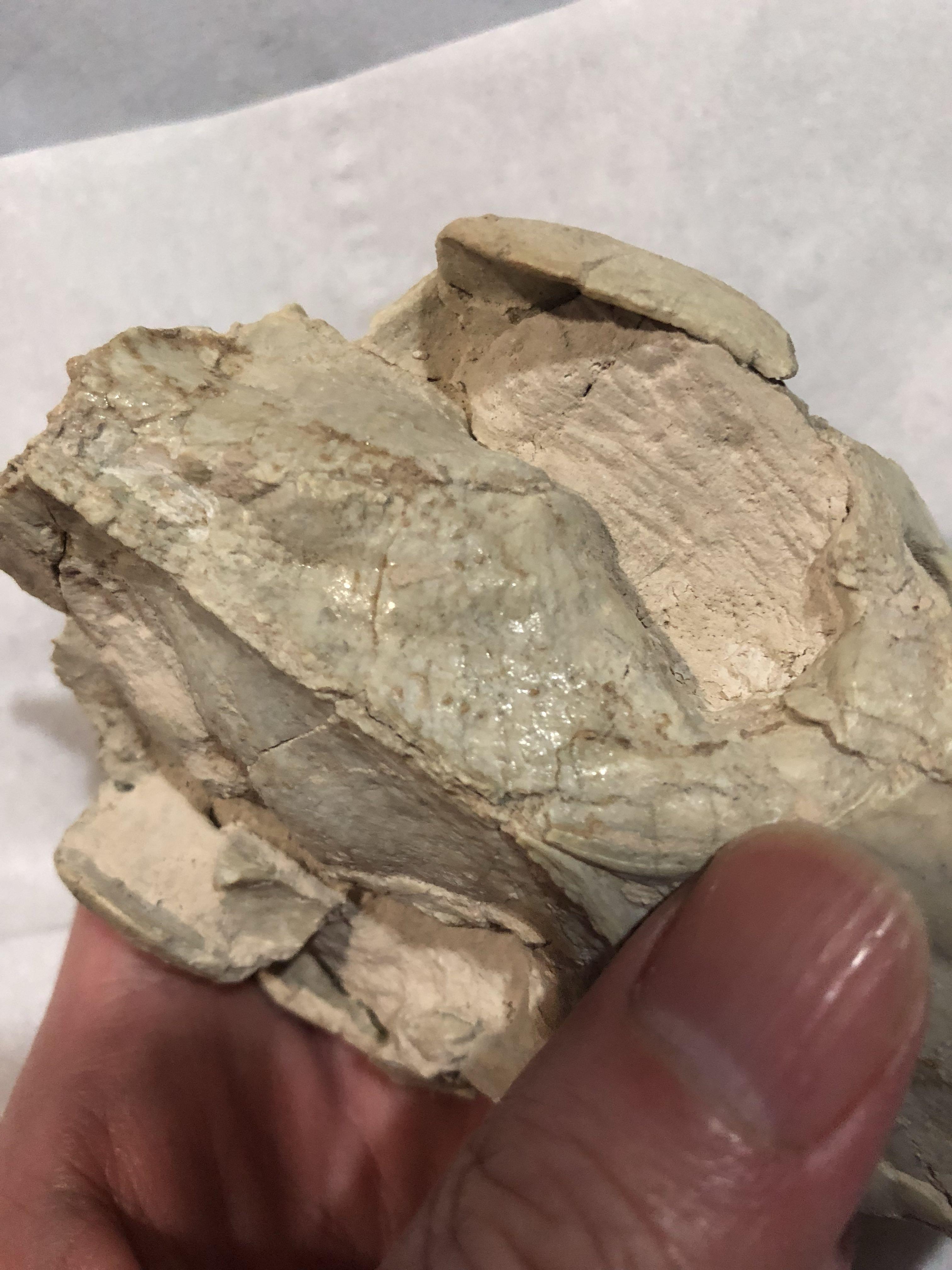 Rare Fossil Skull- Miniochoerus Gracils oreodont skull , Vintage ...