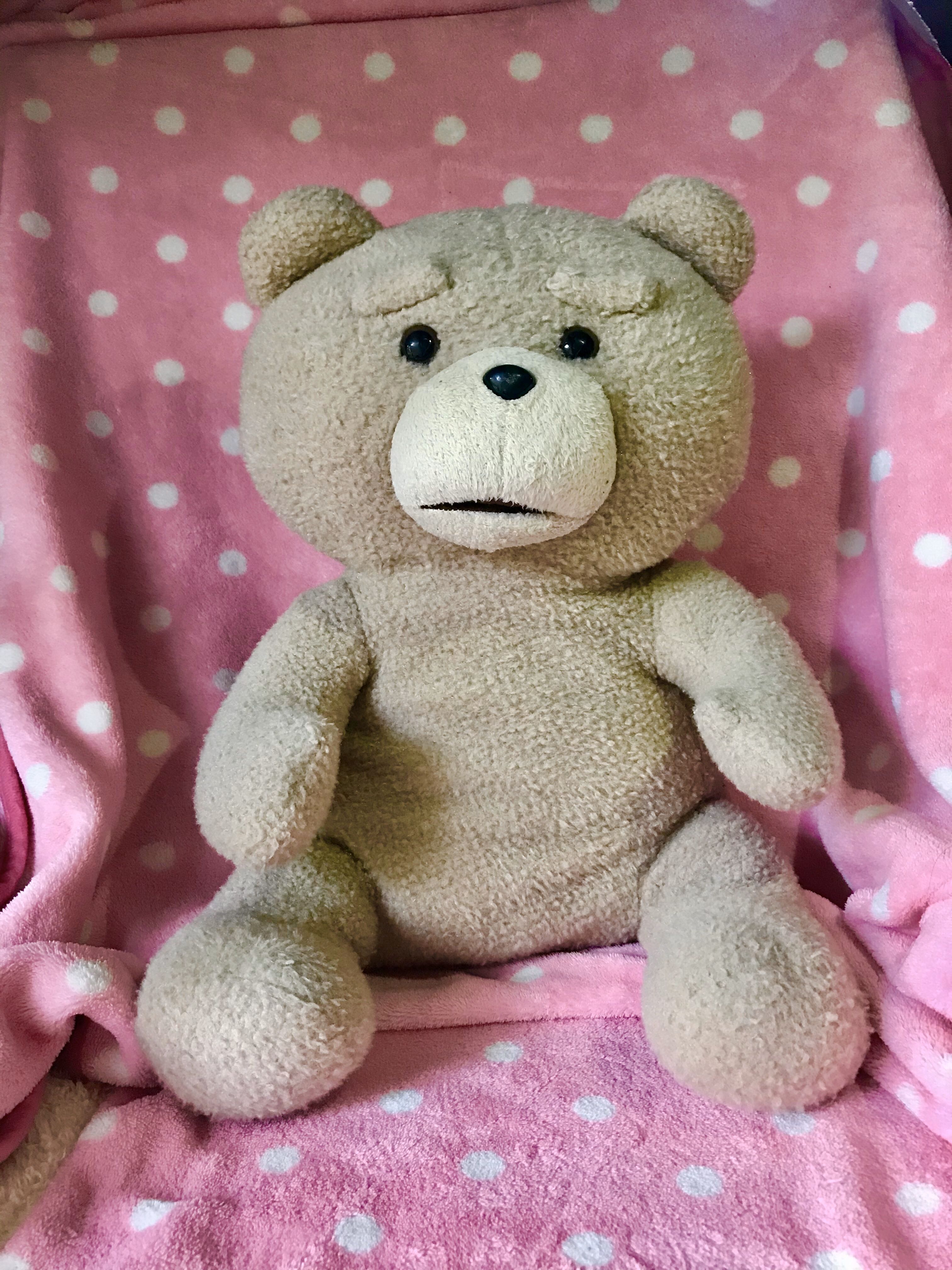Ted Plush 37 cm on Carousell