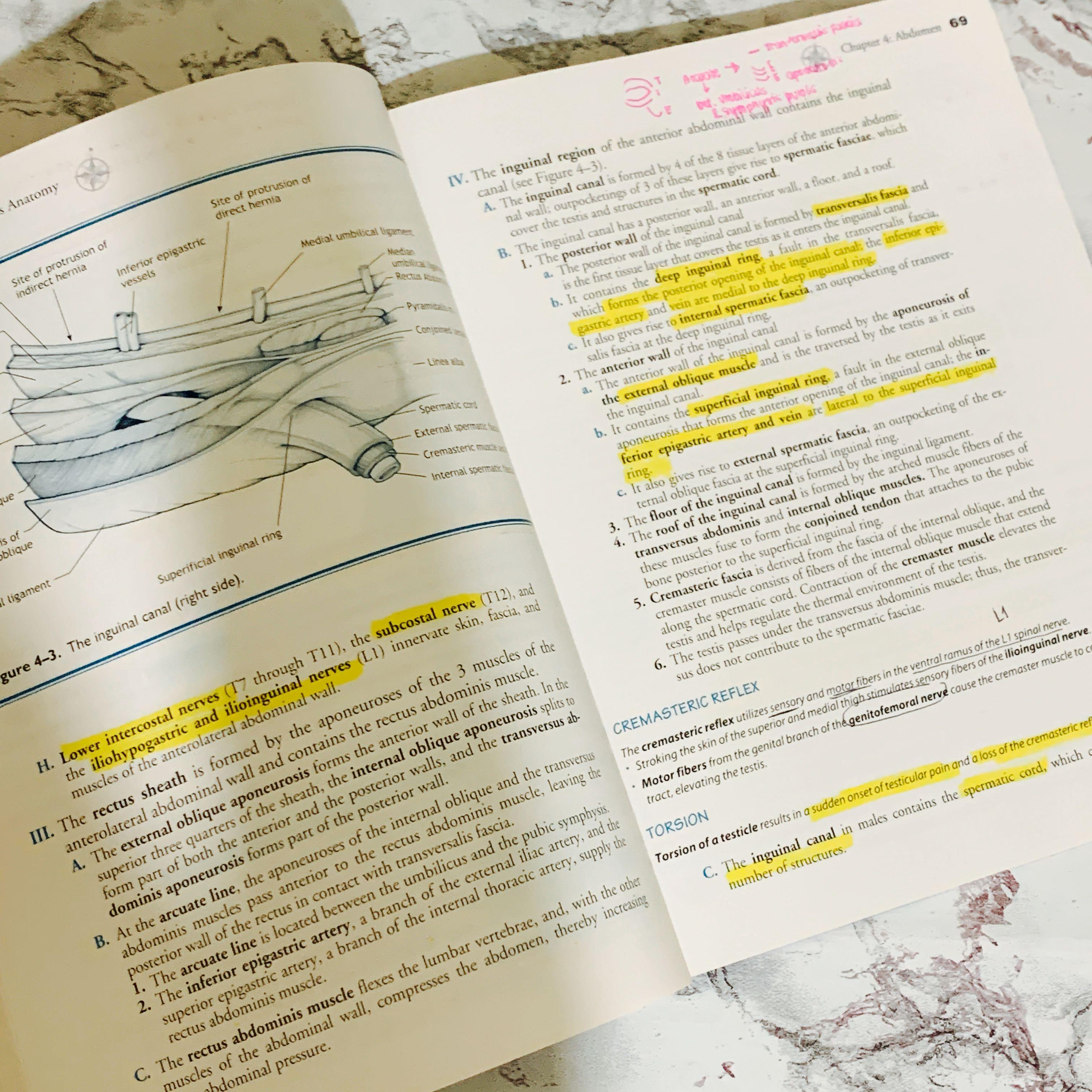 Usmle roadmap gross anatomy PLE reviewer, Hobbies & Toys, Books ...