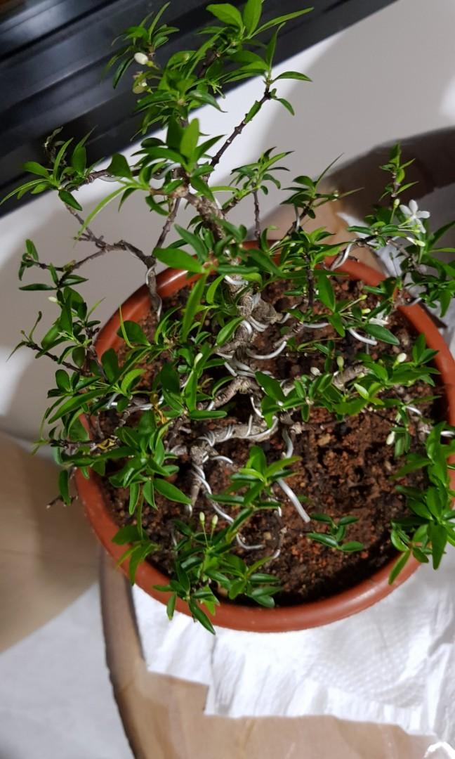 Shui Mei Plant, Furniture & Home Living, Gardening, Plants & Seeds on ...