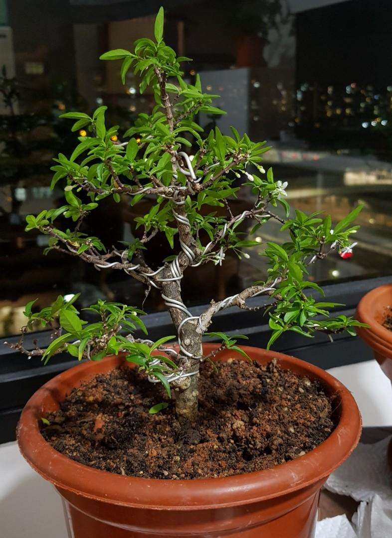 Shui Mei Plant, Furniture & Home Living, Gardening, Plants & Seeds on ...