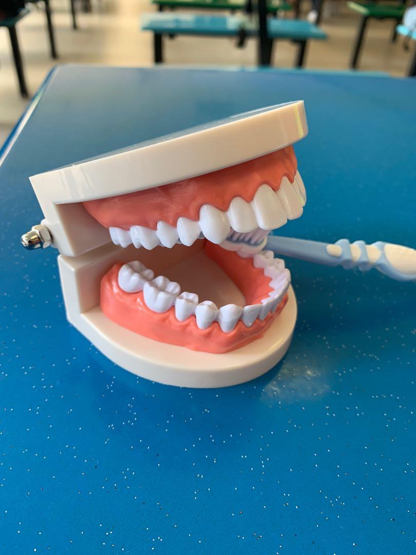 Tooth model, Beauty & Personal Care, Hands & Nails on Carousell