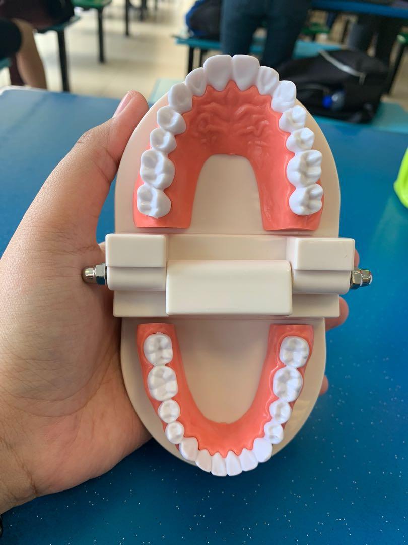 Tooth model, Beauty & Personal Care, Hands & Nails on Carousell