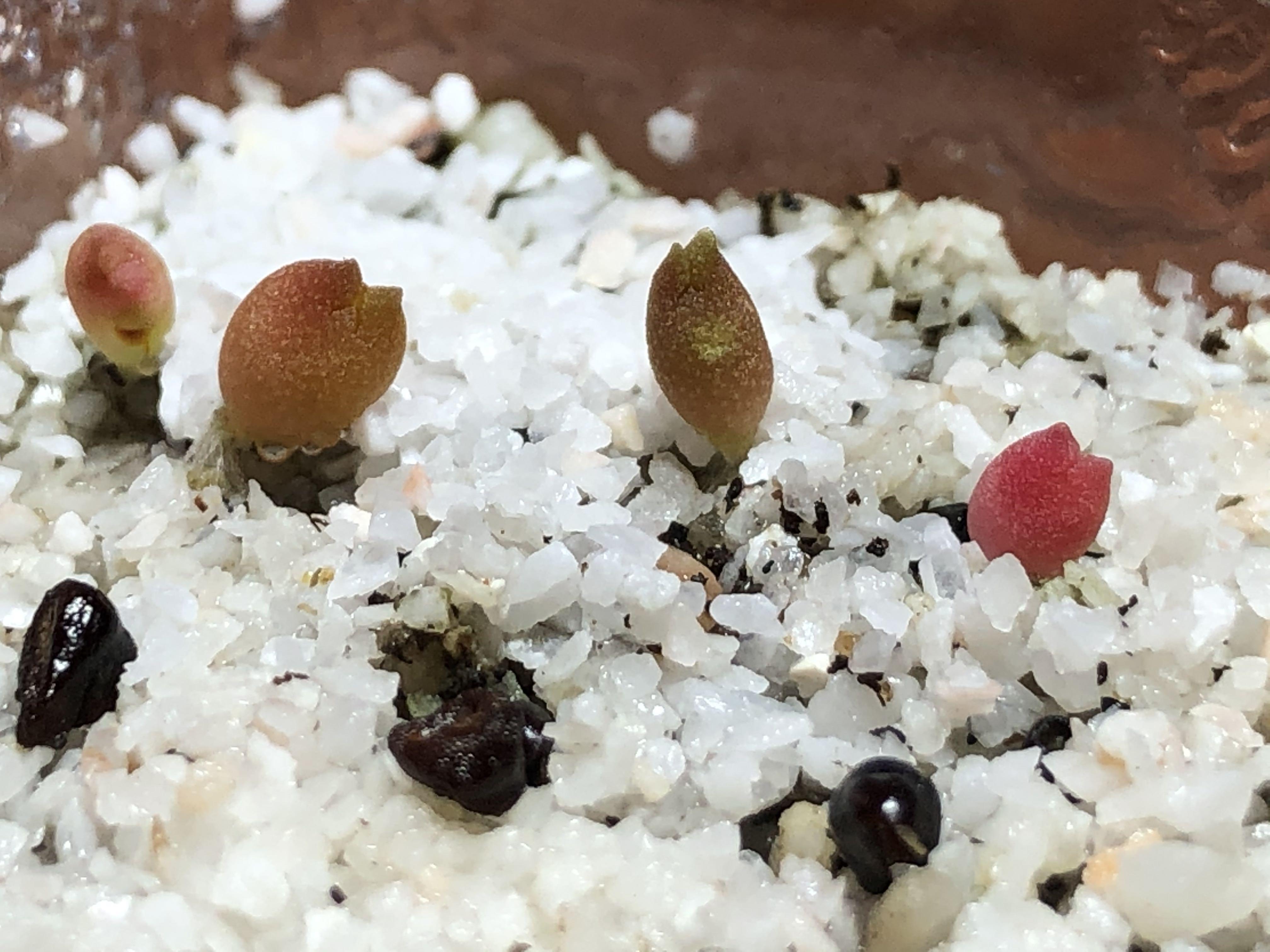 Variegated Astrophytum seeds 20pc , Furniture & Home Living, Gardening ...